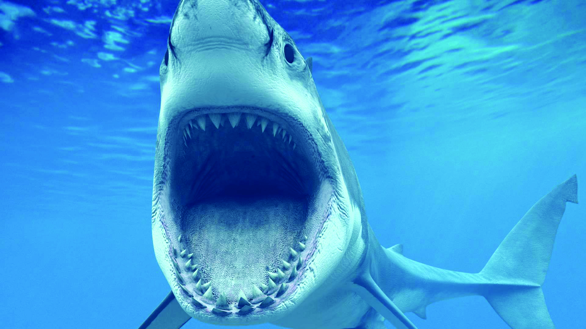 Film: Toothless | Pacific Sun