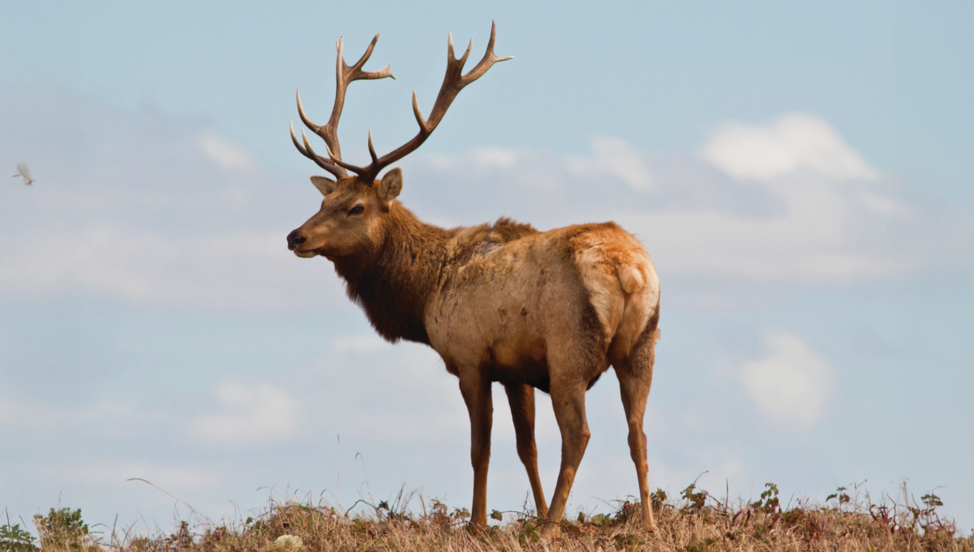 Fenced In: Federal Judge to Decide Future of Tomales Point Tule Elk ...