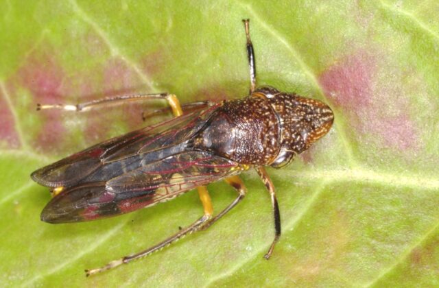 Invasive Glassy-Winged Sharpshooter Found in North Bay Costco Stores ...
